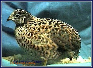 The Red Breasted Button Quail